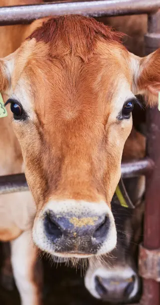 Local Dairy Farm - Animal Care & Sustainability | Hilmar