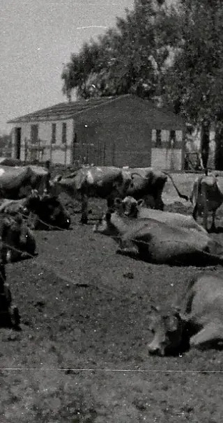 Our History & Heritage: From Dairy Farming to Global Impact | Hilmar